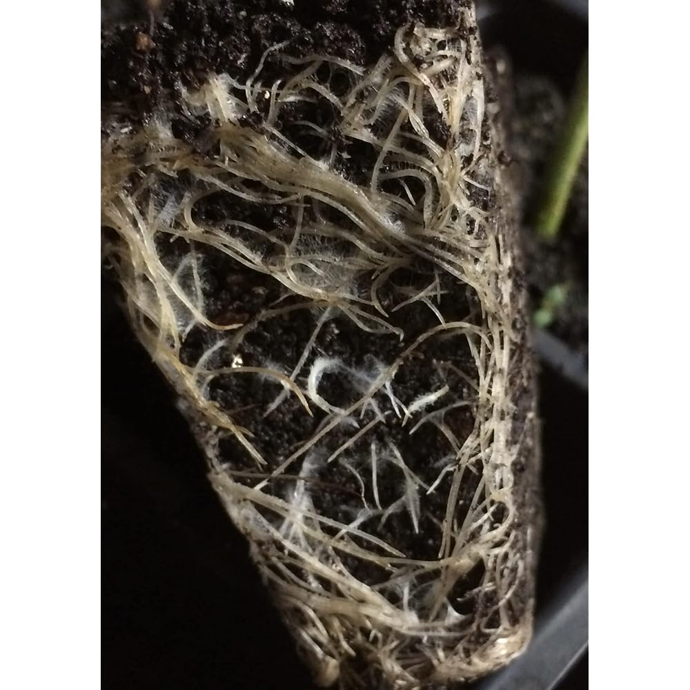 Premium Natural Mycorrhizal Fungi Root Boost - Nepal | Ubuy