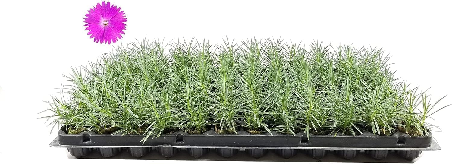 Amazon.com : Firewitch Dianthus Plants | 3 Live Seedlings | Dianthus ...