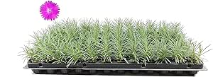Amazon.com : Firewitch Dianthus Plants | 20 Live Seedlings | Dianthus ...