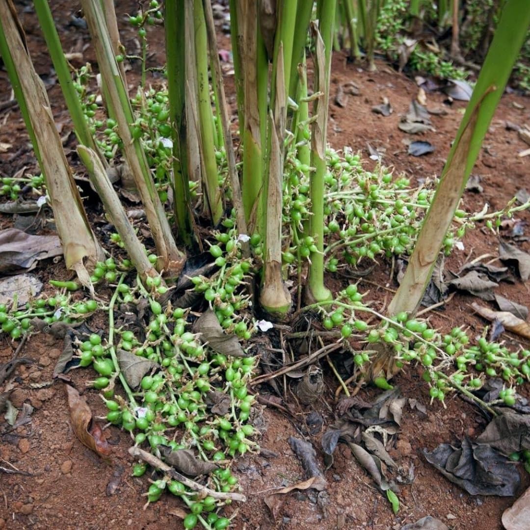 Cardamom Plant Images