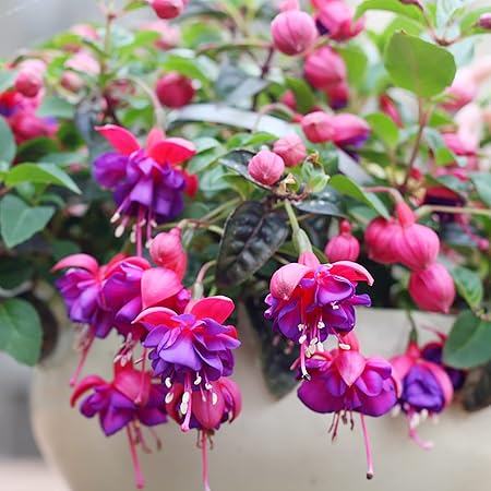 Amazon.com : CHUXAY GARDEN Blue Fuchsia Flower-Hardy Fuchsia,Fuchsia ...