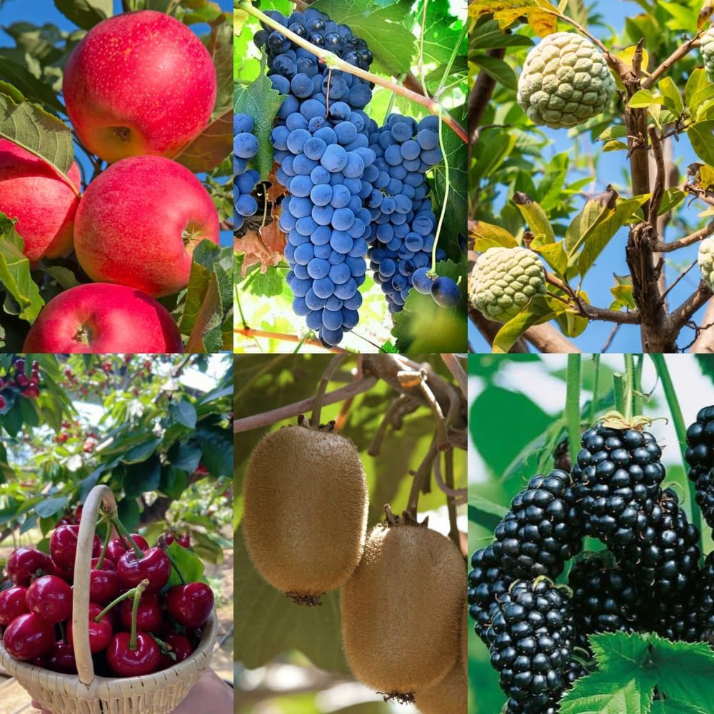Amazon.com : Common Apple Tree Seeds for Planting - 15+ Tree Seeds Per ...