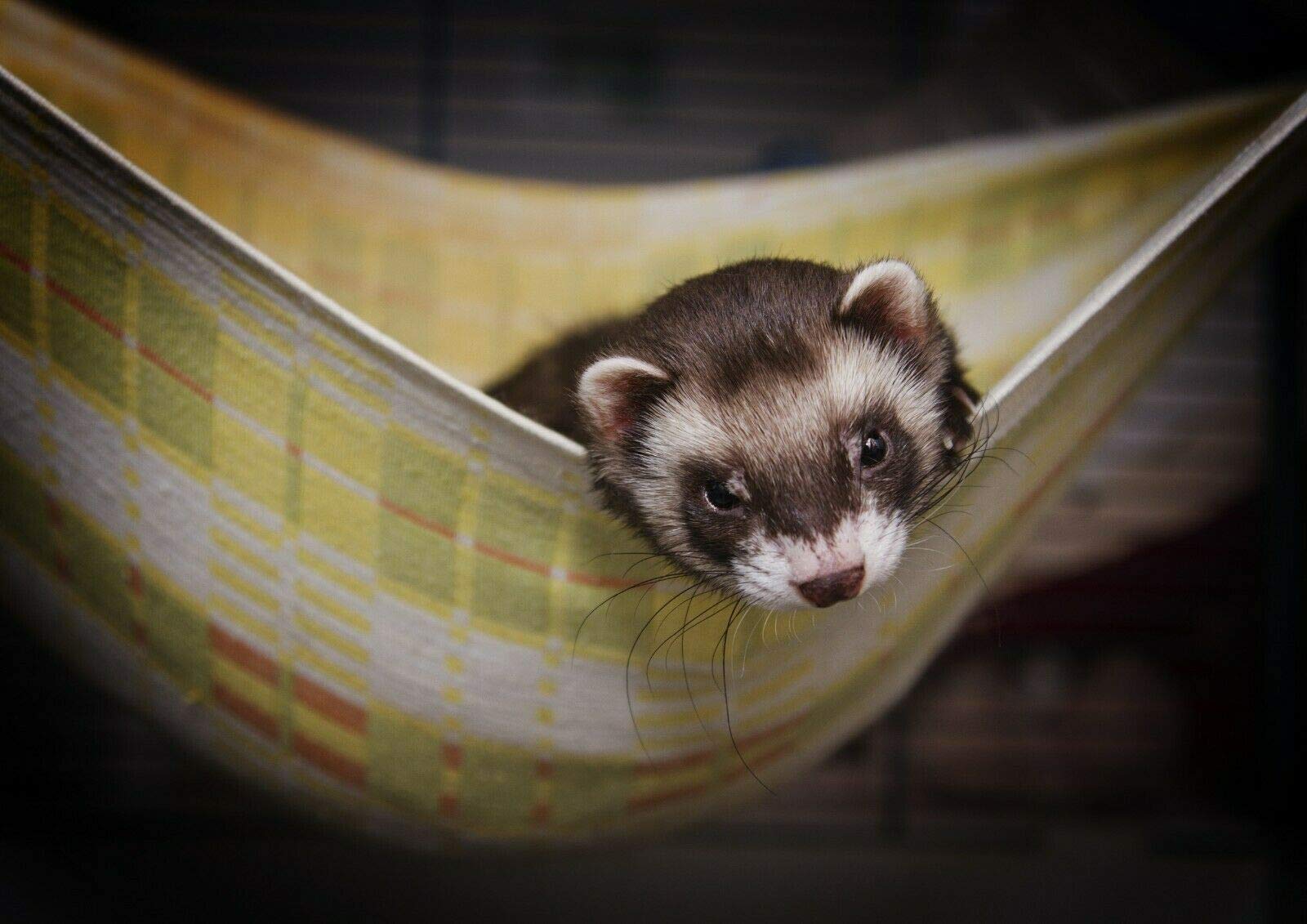 Cute Baby Ferrets Little Paws Ferret Rescue