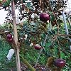 Amazon.com : Purple Star Apple Tree Plant Live, 3 to 4 Feet Tall ...