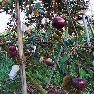 Amazon.com : Caimito Plant, Purple Star Apple Tree Plant Live, 3 Gallon ...