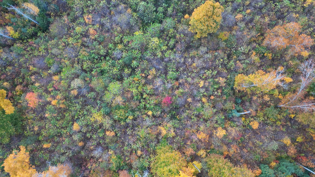 Watch Micro SD Card Dji Mini 3 Review on Amazon Live