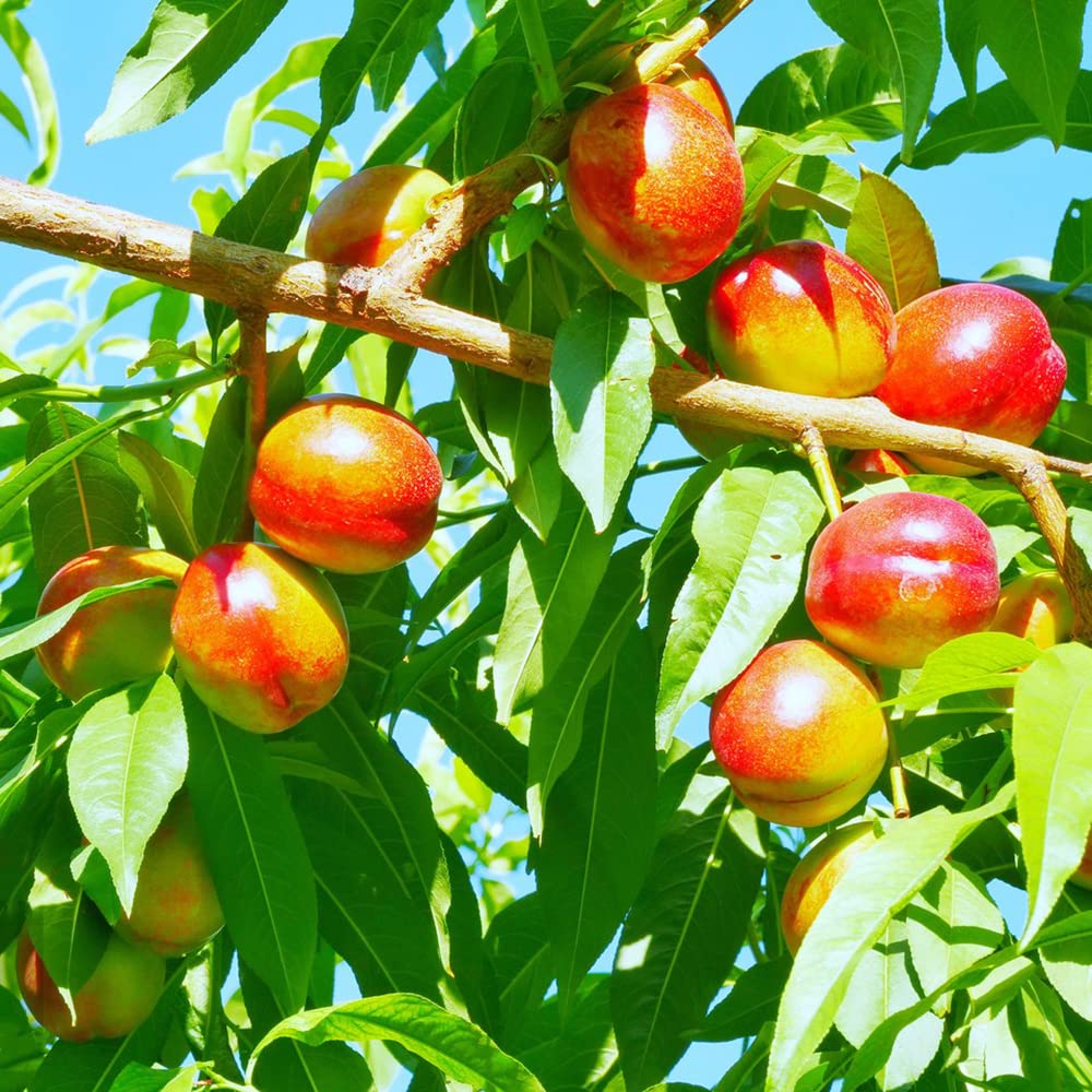 Rare Fruit Trees Rare Fruit Trees – Urban Biodiversity Initiative