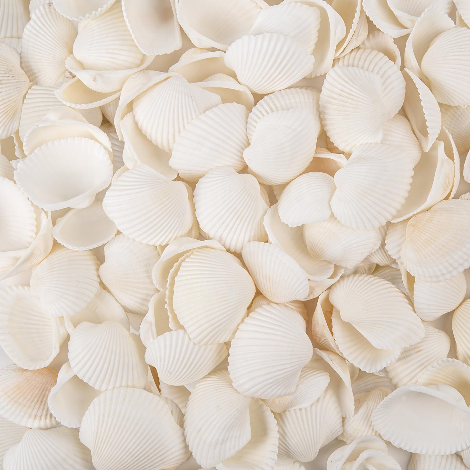 Amazon.com: Small Tiny Sea Shells White Clam Bulk Natural Seashell for ...