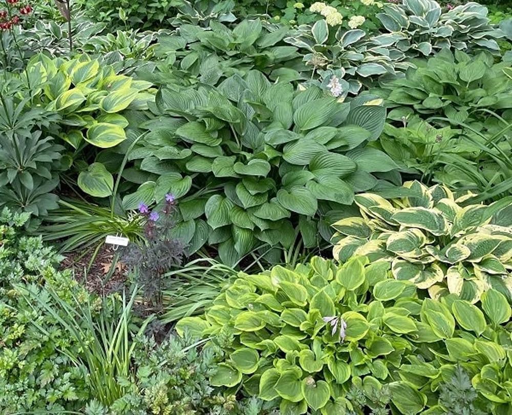 Amazon.com : 50pcs Mixed Hosta Seeds for Planting Outdoors Rare ...