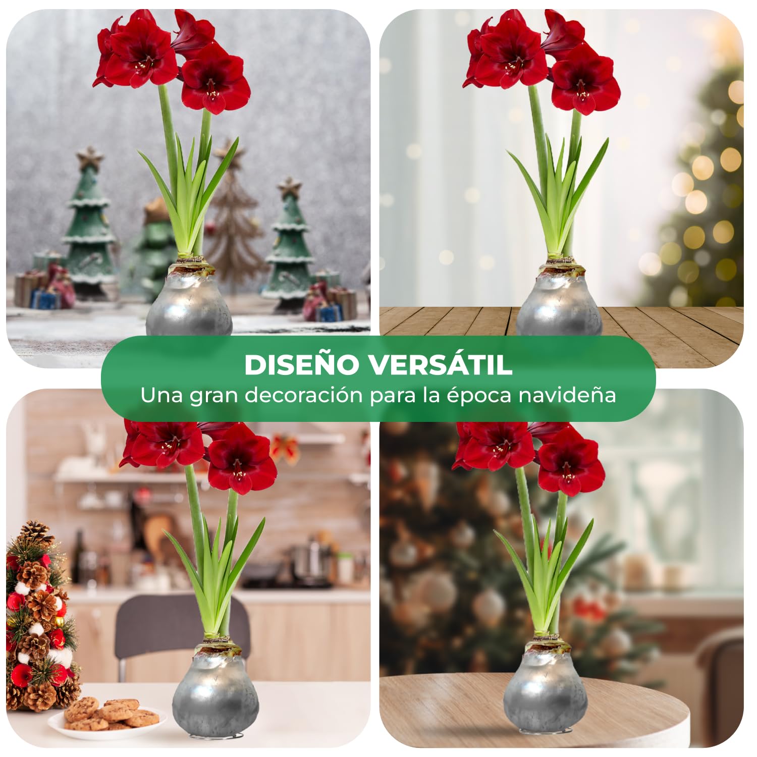 Cuadro De Reconocimiento De Bulbos De Flores