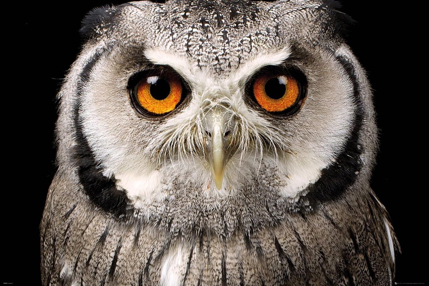 Amazon.com: BUY ART FOR LESS Officially Licensed Owl Face Wildlife Art ...