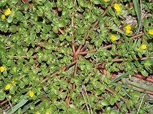 Common Purslane Seeds (Portulaca oleracea, Ulasiman, Rau Sam) : Amazon ...