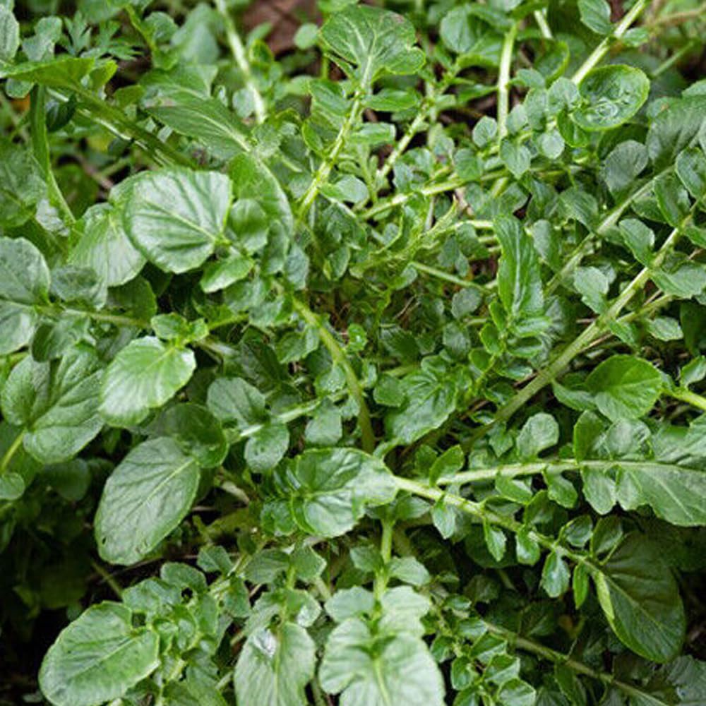 Amazon.com : KVITER 1000 Cress Seeds: Upland Cress, Garden Cress ...