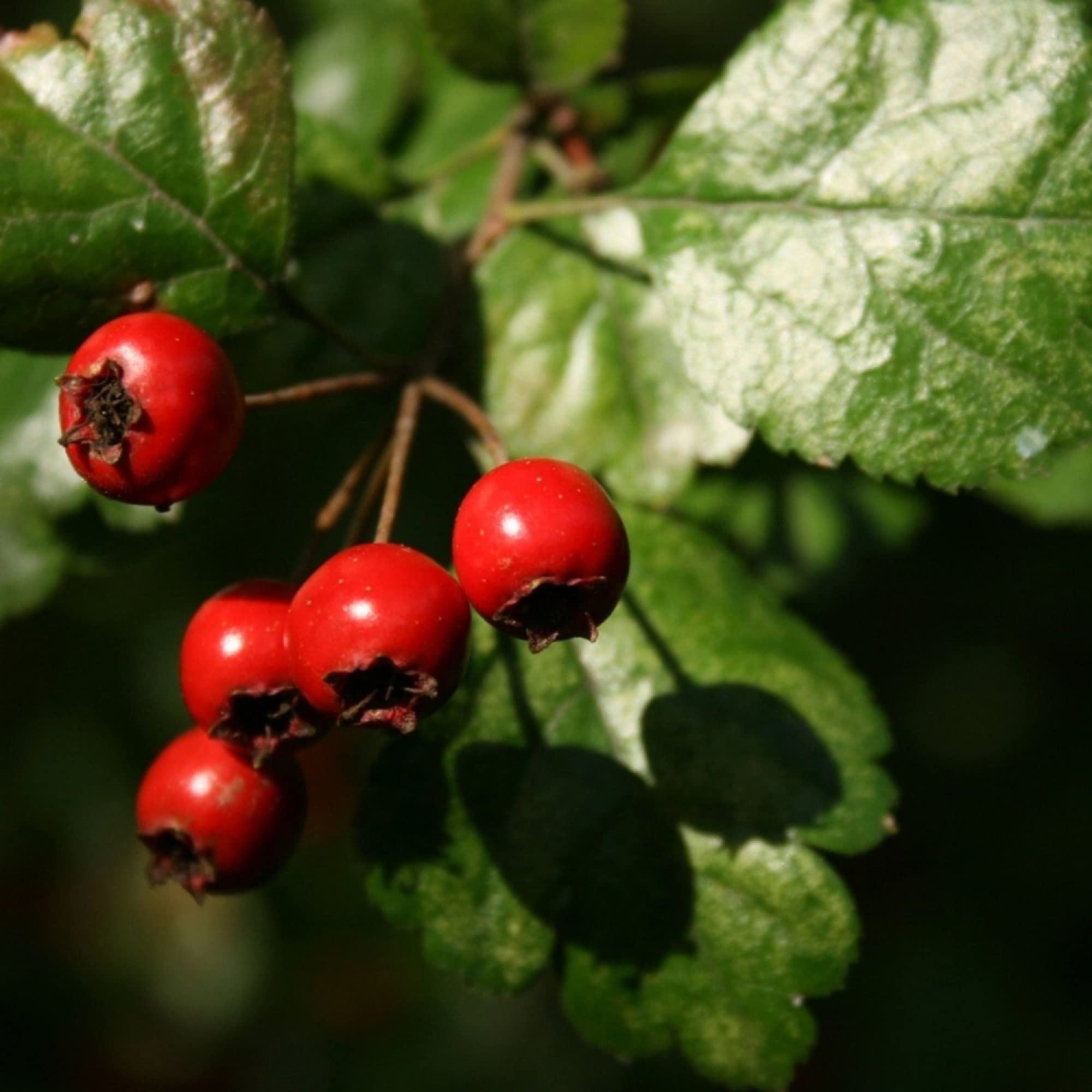 Hawthorn Tree Berries Edible