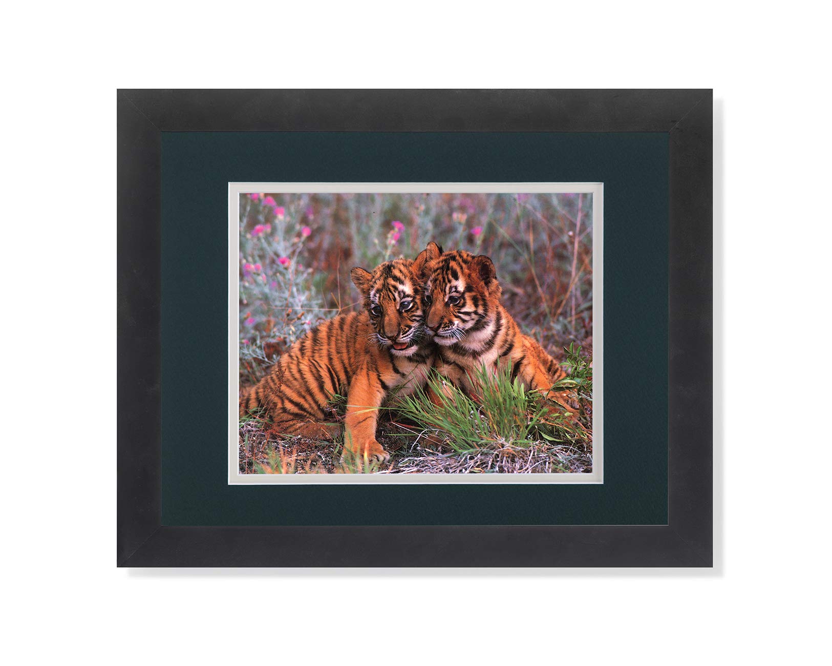 Baby Tigers Cuddling