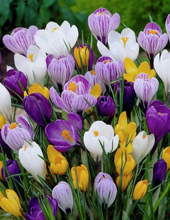Amazon.com : Willard & May Mixed Giant Crocus - 25 Bulbs - Assorted ...