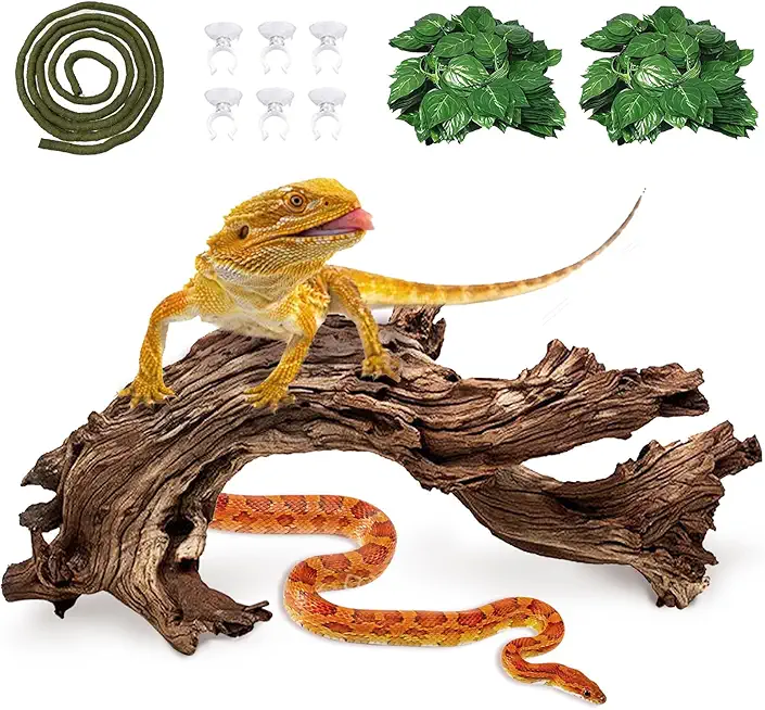 The Fascinating Science Behind Lizards And Their Skeletal Structure ...
