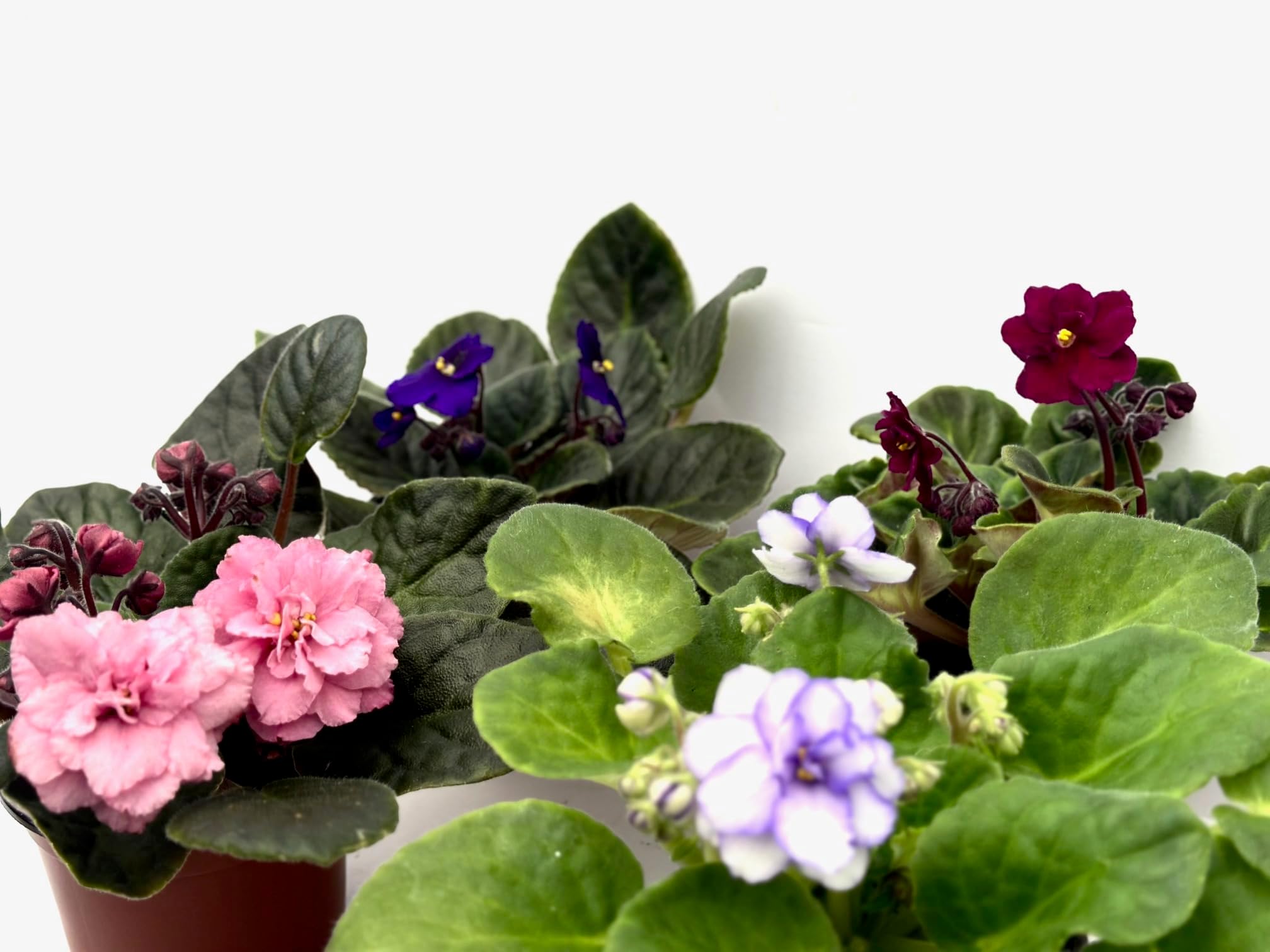 Amazon.com: Miniature African Violet - 3 Plants/2" Pot - Great for ...