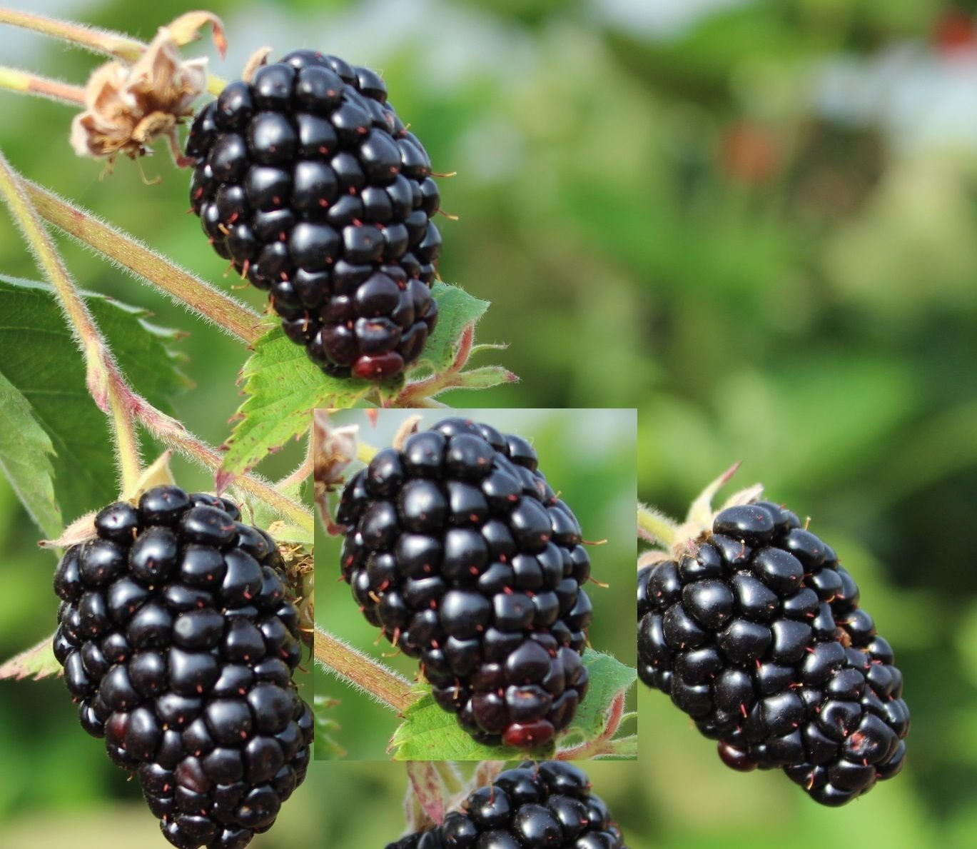 Amazon.com : Blackberry Prime Ark Freedom - Thornless, LIVE Potted ...