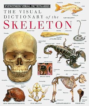Amazon.com: Eyewitness Visual Dictionary of the Skeleton: 9780789401359 ...