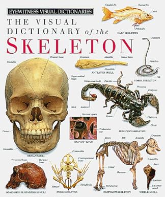 Amazon.com: Eyewitness Visual Dictionary of the Skeleton: 9780789401359 ...