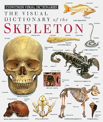 Amazon.com: Eyewitness Visual Dictionary of the Skeleton: 9780789401359 ...