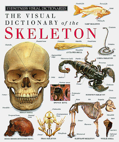Amazon | The Visual Dictionary of the Skeleton (Eyewitness Visual ...