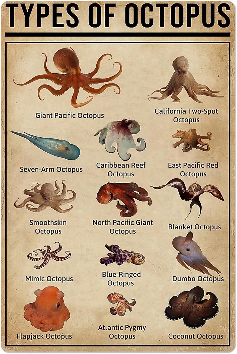 Amazon.com: Types Of Octopus Metal Tin Signs Octopus Knowledge Retro ...