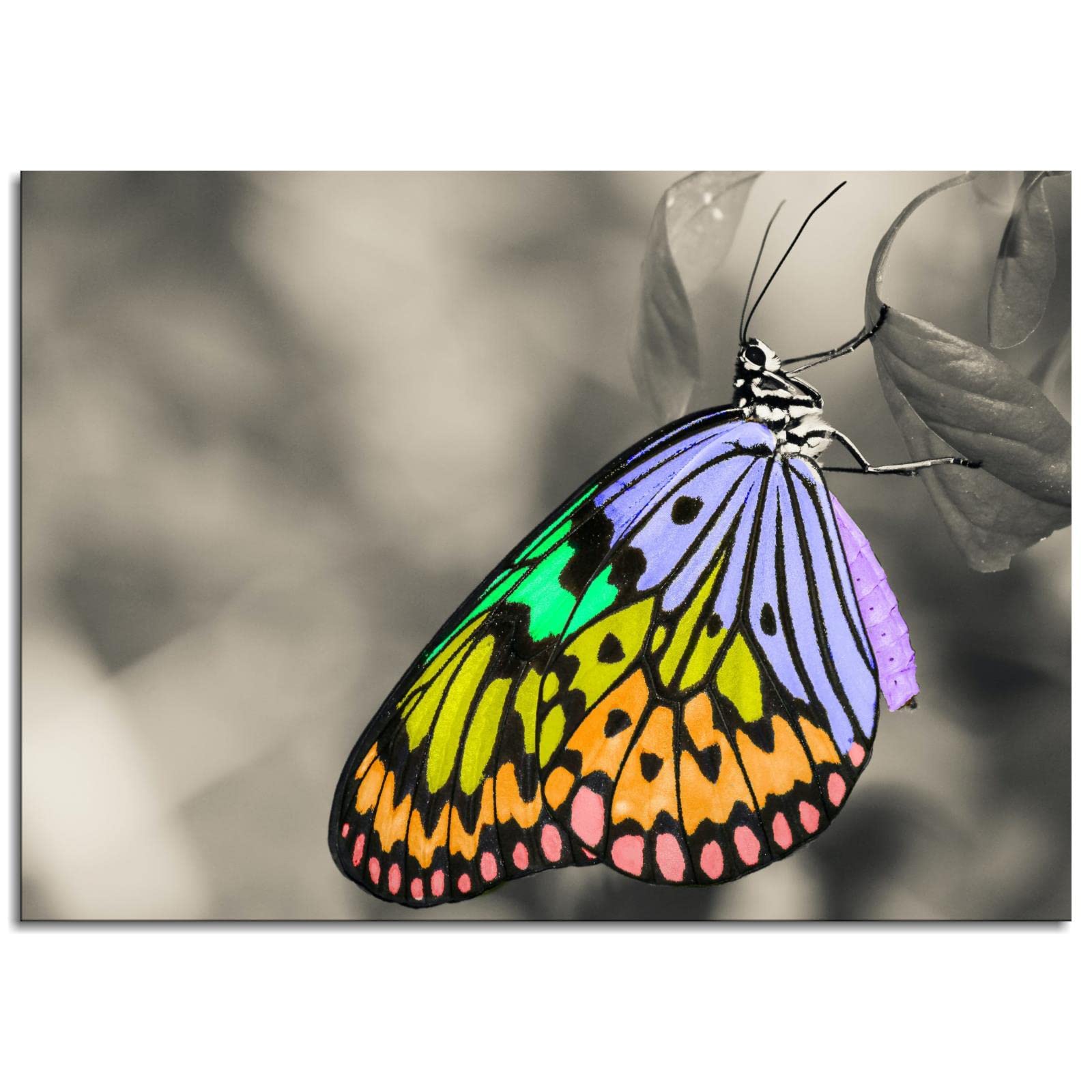 Real Rainbow Butterflies