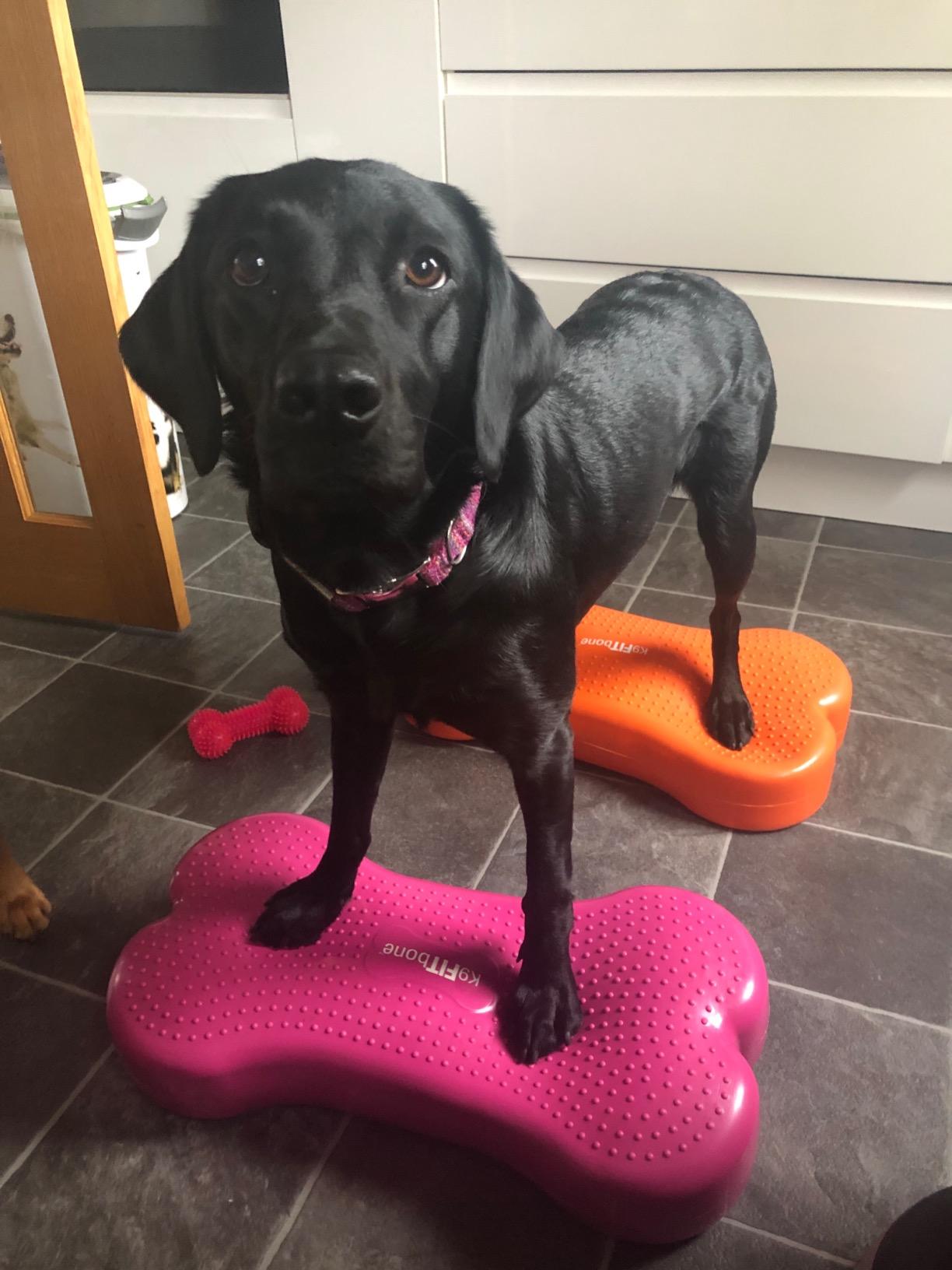 Ball Dynamics Fpkbone K9 Fitbone Balance Training Device, Razzleberry ...