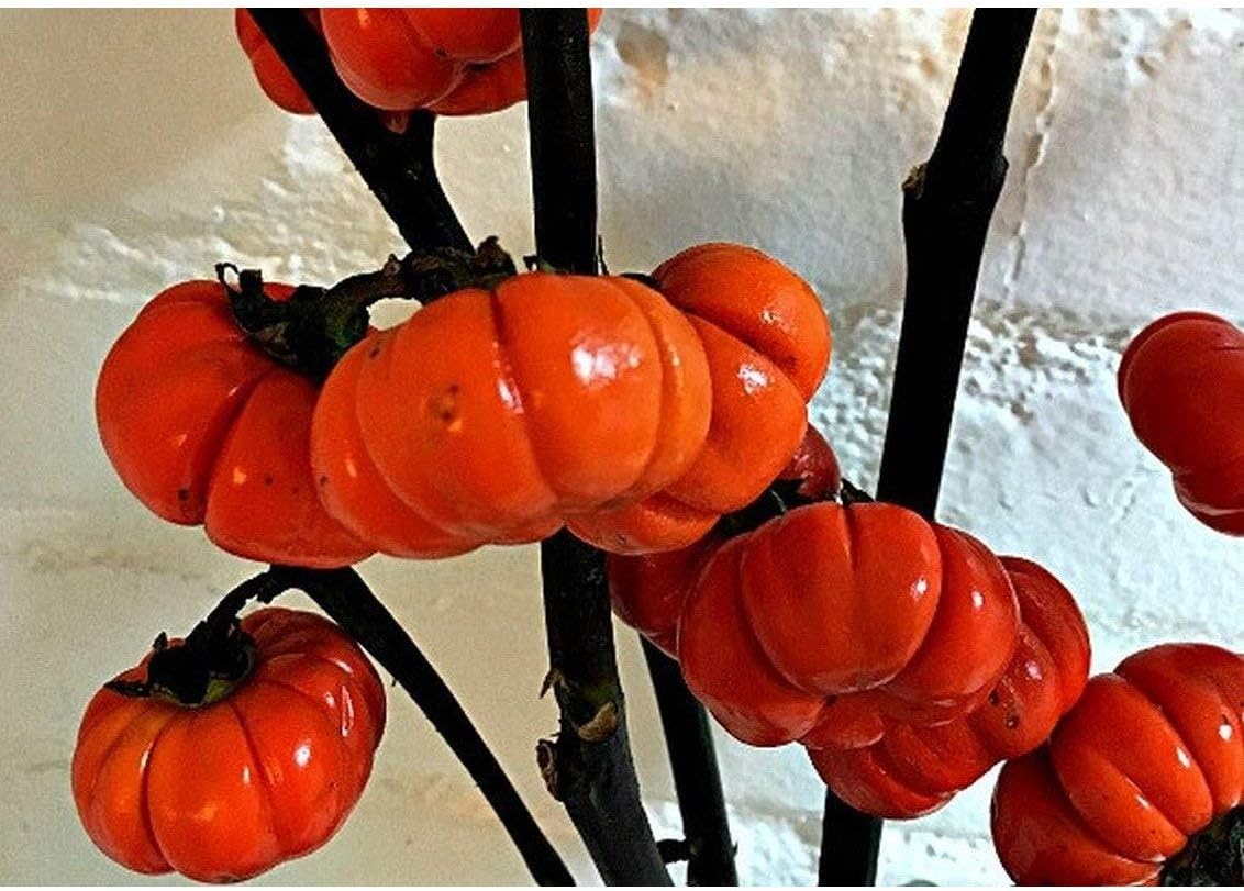 Amazon.com : () Red Ruffled Eggplant Seeds - ‘Hmong Red’ Very Beautiful ...