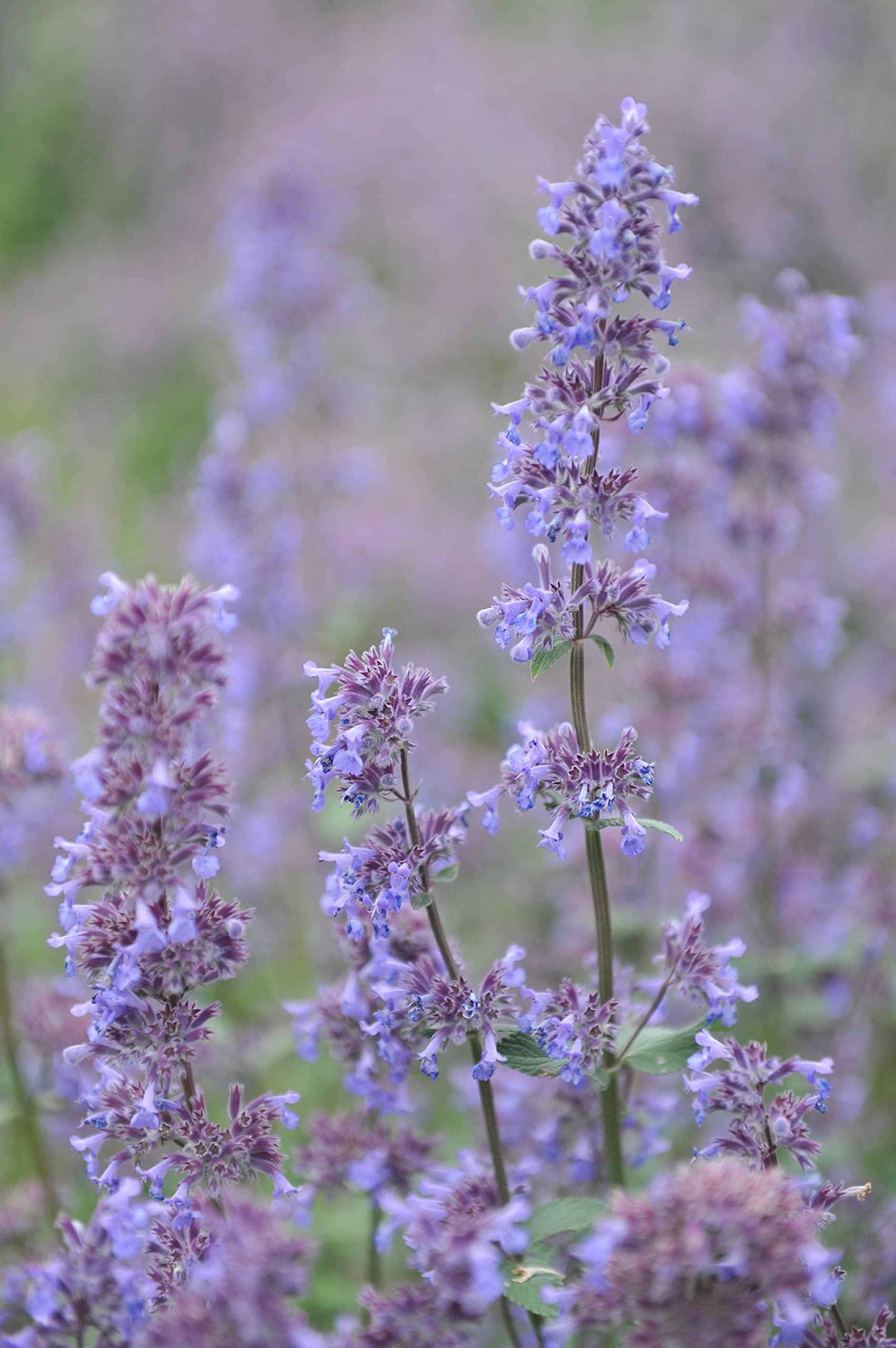 Buy Garden Shrub - Nepeta Grandiflora 'Summer Magic' - 1 x Full in 1 Litre Pot Online at ...