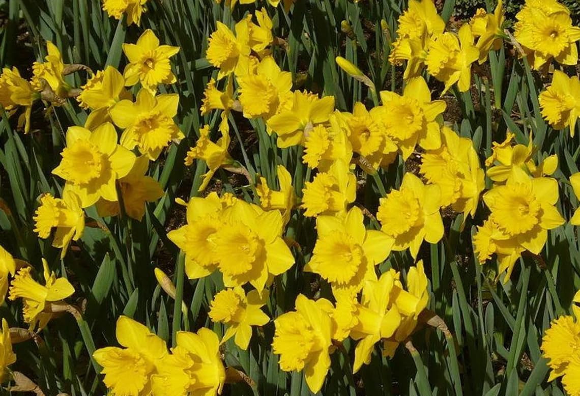 Amazon.com : Pack of 10 - Size 14/16 Large Dutch Master - Narcissus ...