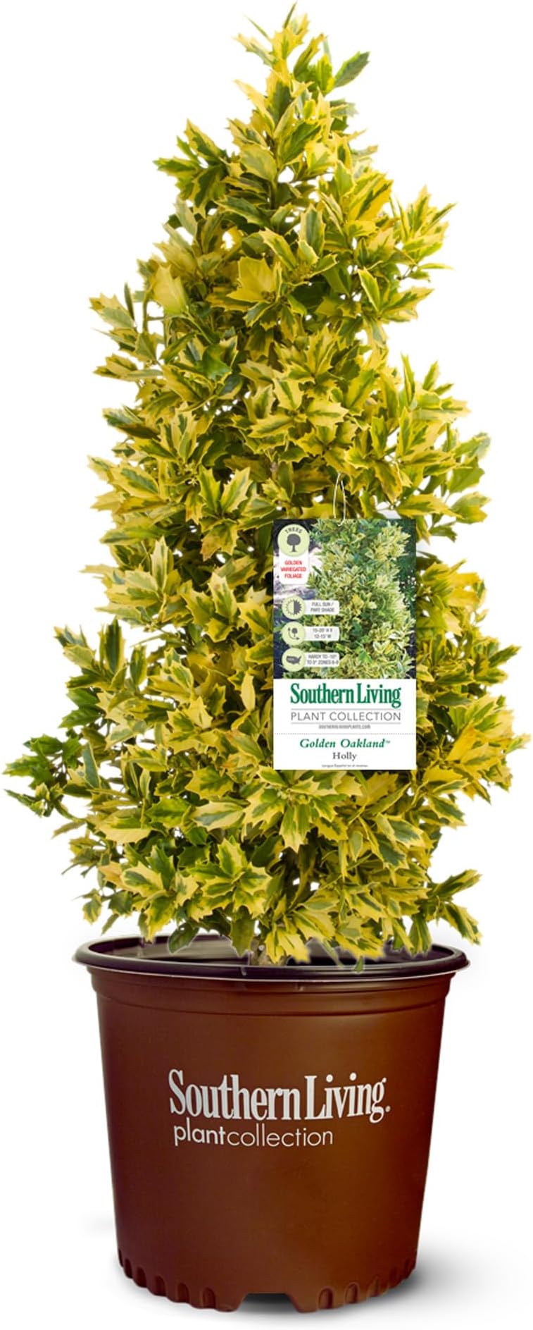Amazon.com : White Tip Cedar - Cedrus deodara Albospica 3 - Year Live ...