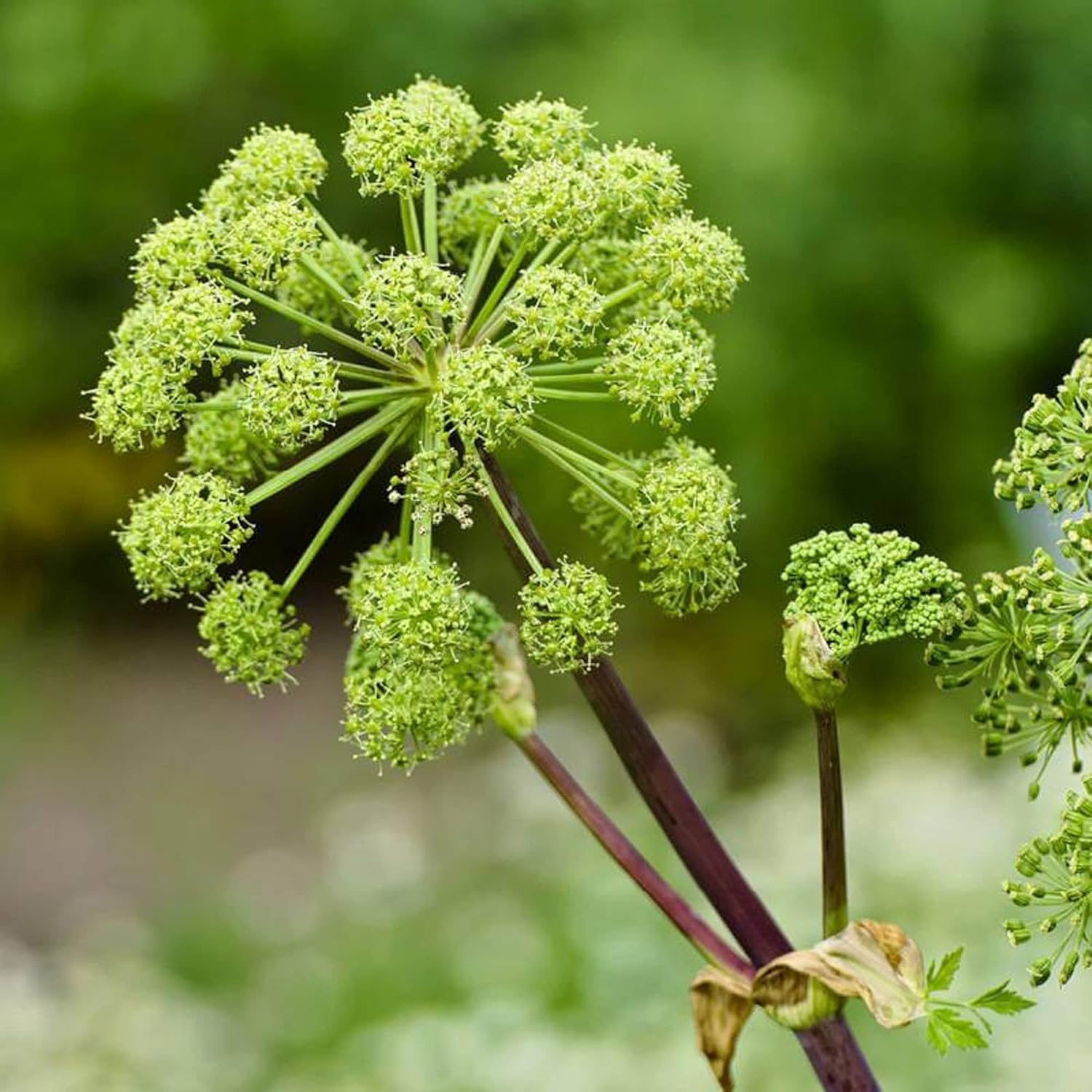 Amazon.com : CHUXAY GARDEN 1000 Seeds Angelica Archangelica,Garden ...