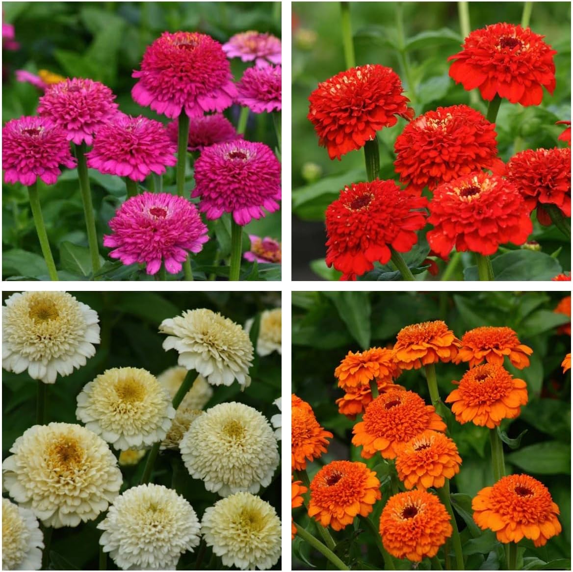 Amazon.com : Mixed Double Zinnia Seeds - 300+ Non-GMO Zinnia Seeds for ...