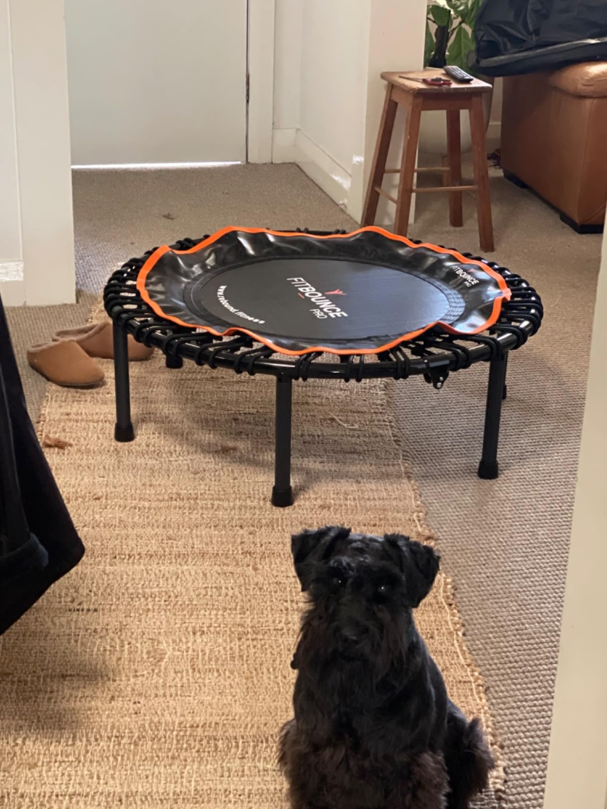 Fit Bounce Pro Bungee Rebounder Australia | Assembled | Half Folding ...