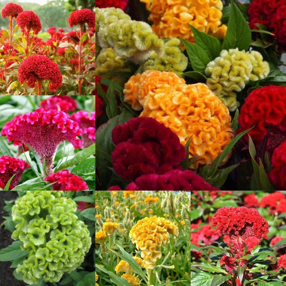 Amazon.com : braing food West Indian Cock’s Comb Seeds 1000 Pcs Celosia ...