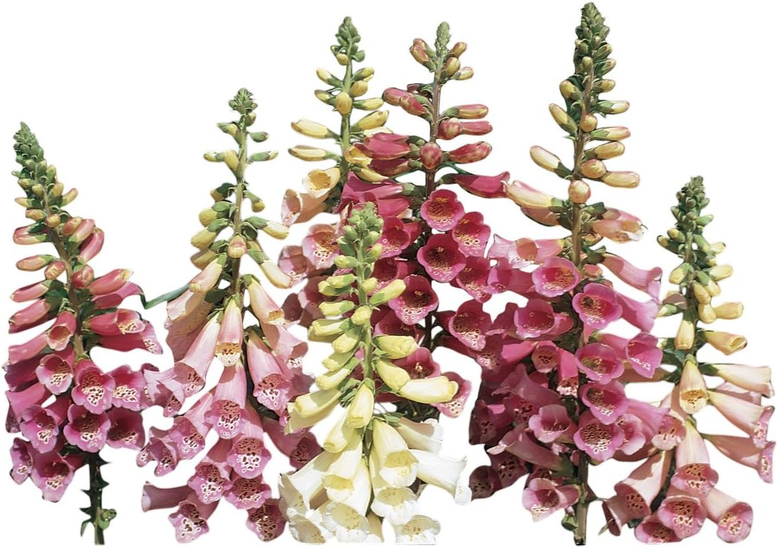 Amazon.com: Burpee Foxy Mixed Foxglove Seeds 1000 seeds : Everything Else