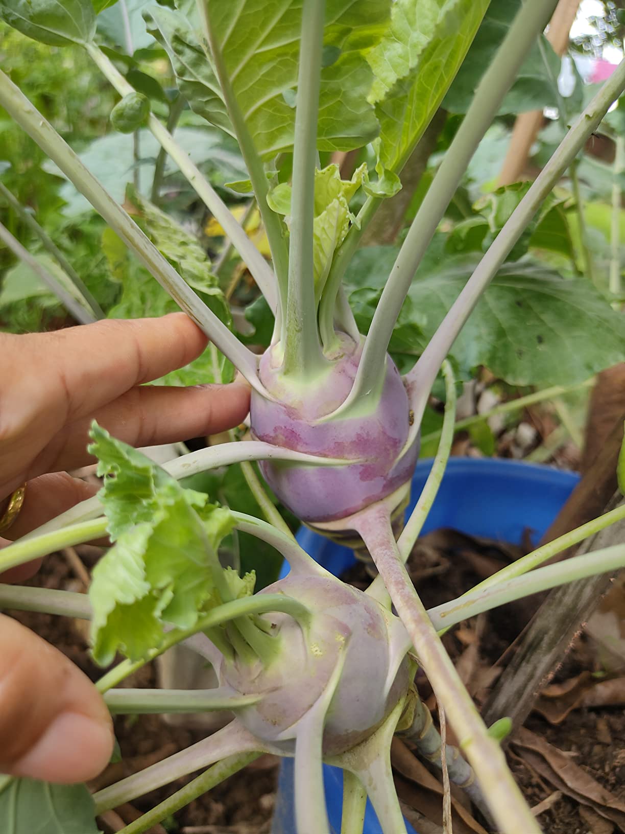 AllThatGrows Kohl Rabi Purple, Kohlrabi Vienna Knol Khol Vegetable ...
