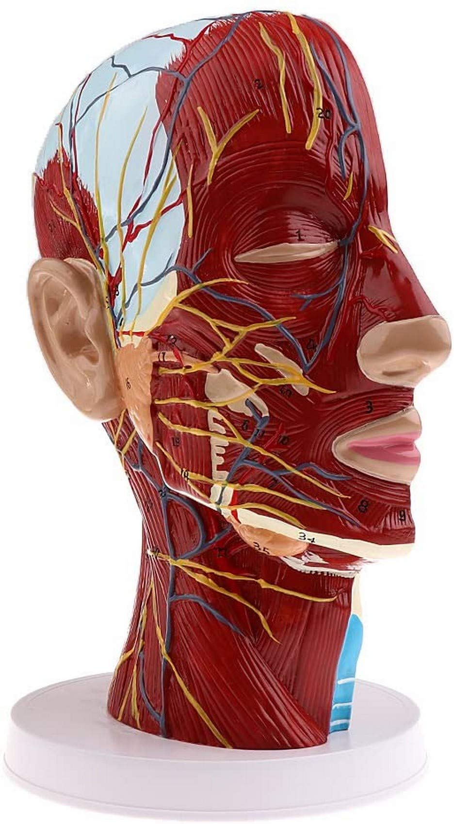 Human Head Model Anatomy Model Features Half Head Muscular Anatomy ...