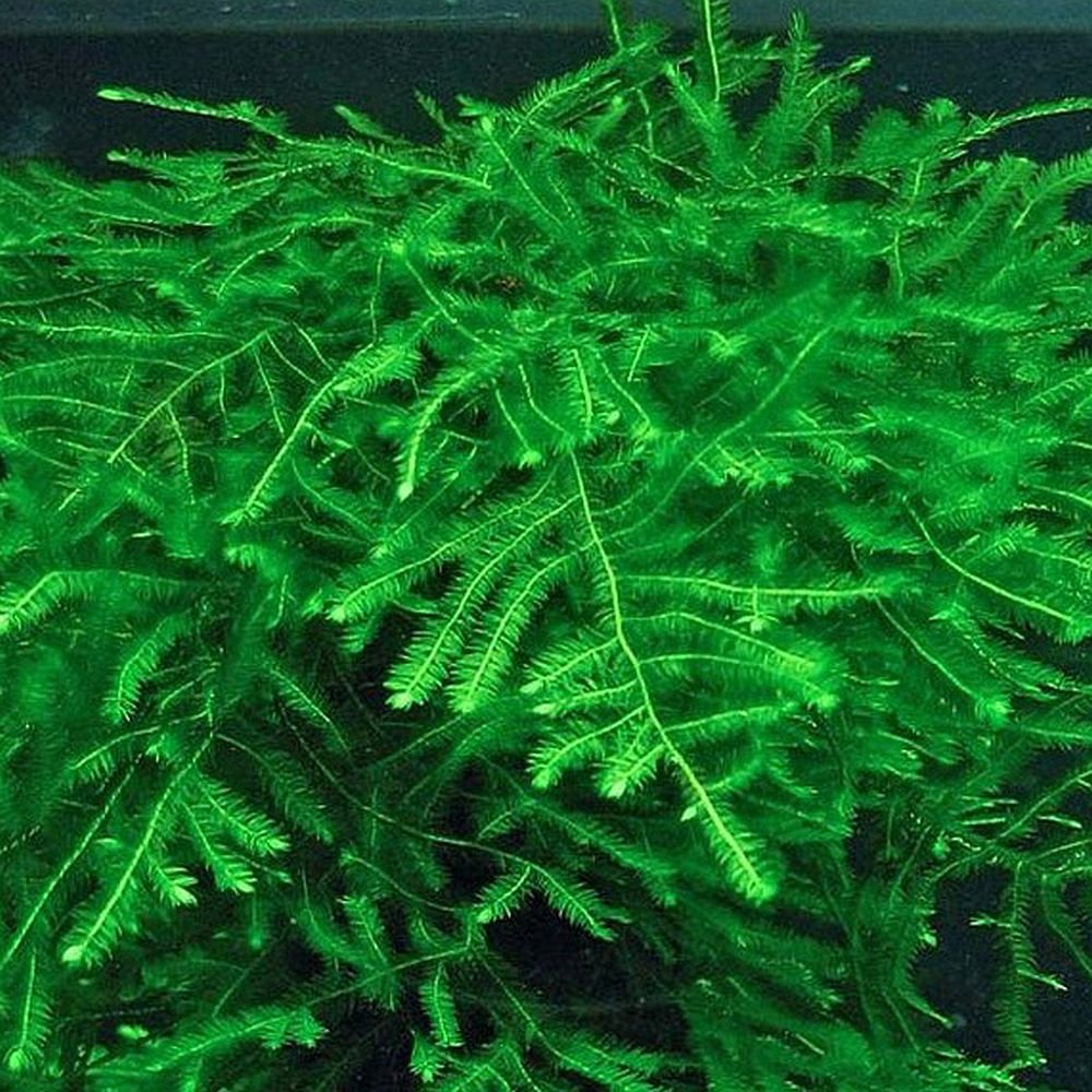 Biotope Aquatics Ltd Shrimp safe SPIKY MOSS - EU grown live aquarium ...