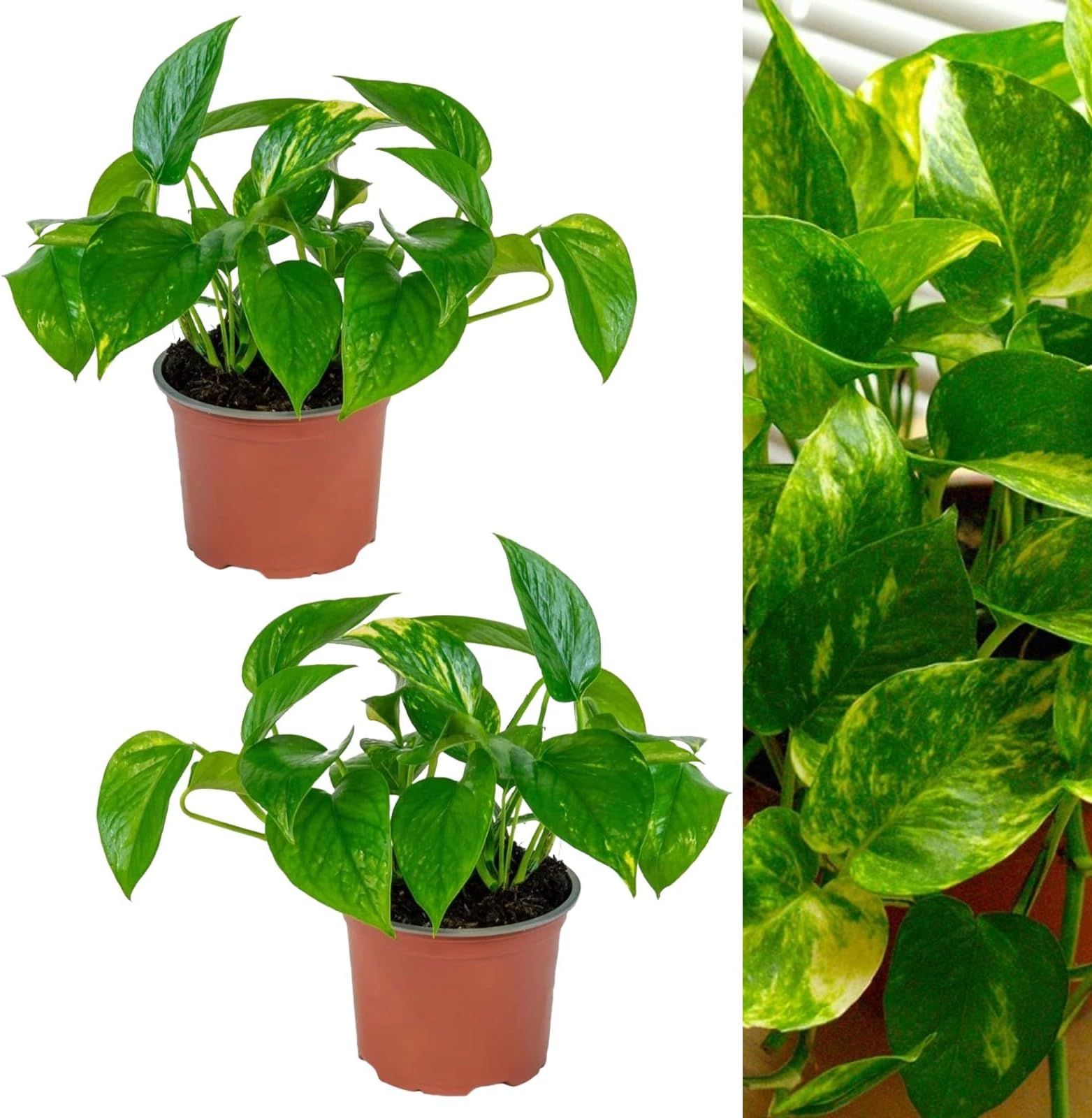YouGarden Epipremnum pinnatum 'Aureum' in 12cm Pot, Devils Ivy ...