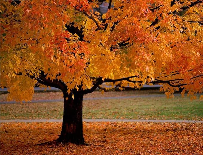 Amazon.com : American Sycamore Tree - Live Plant - 10-12'' Tall - Quart ...