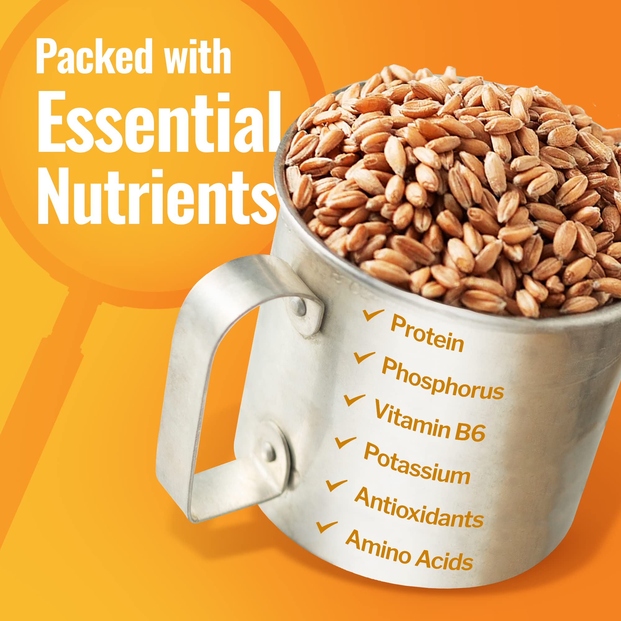 Snapklik.com : Grand Teton - 100% Organic Hard White Wheat Berries US ...