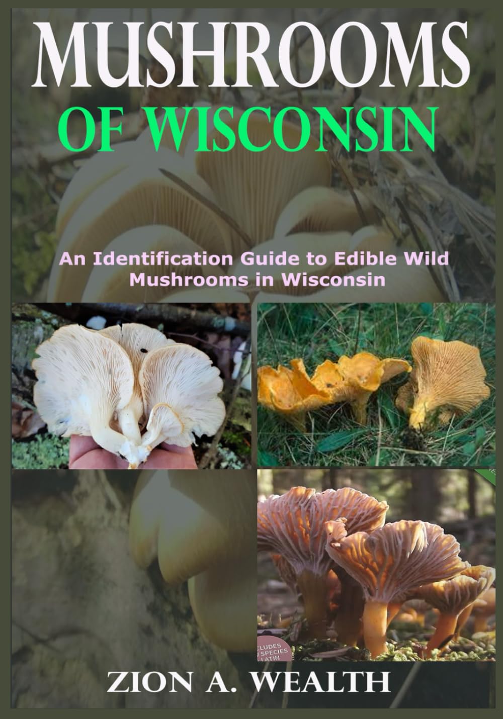 Identifying Edible Mushrooms Wisconsin Identifying Wild Mushrooms