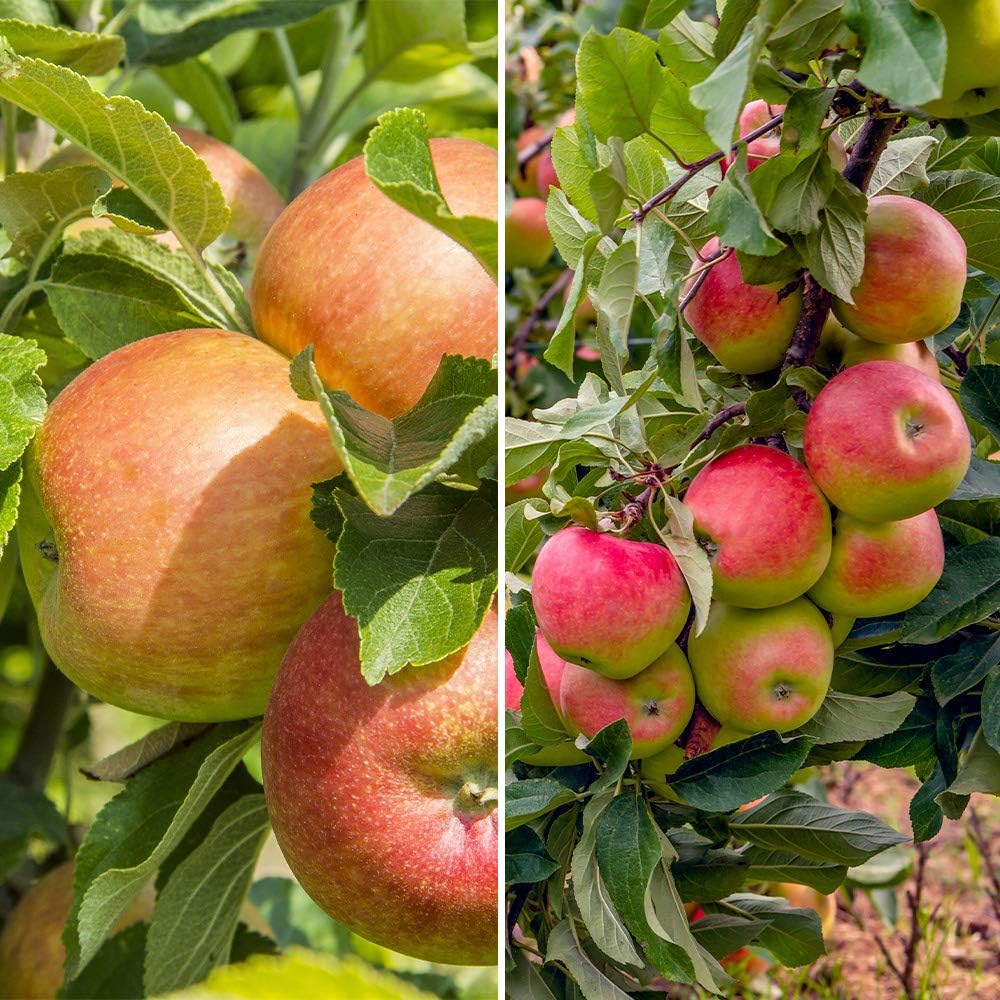 You Garden - Apple Patio Duo Fruit Tree 'Elstar' & 'Golden Delicious ...
