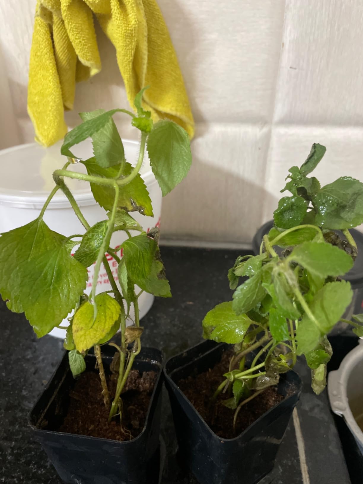 Gachwala Sahadevi Plant(Pack of 2 Live Plants) Vernonia cinerea Live ...