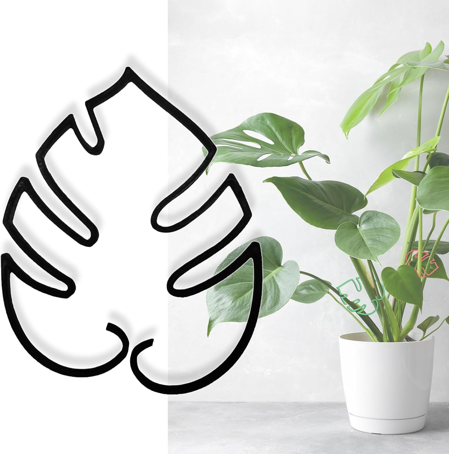 Amazon.com : Monstera Plant Support: Grapple Shaped Stand Leaf Stem ...