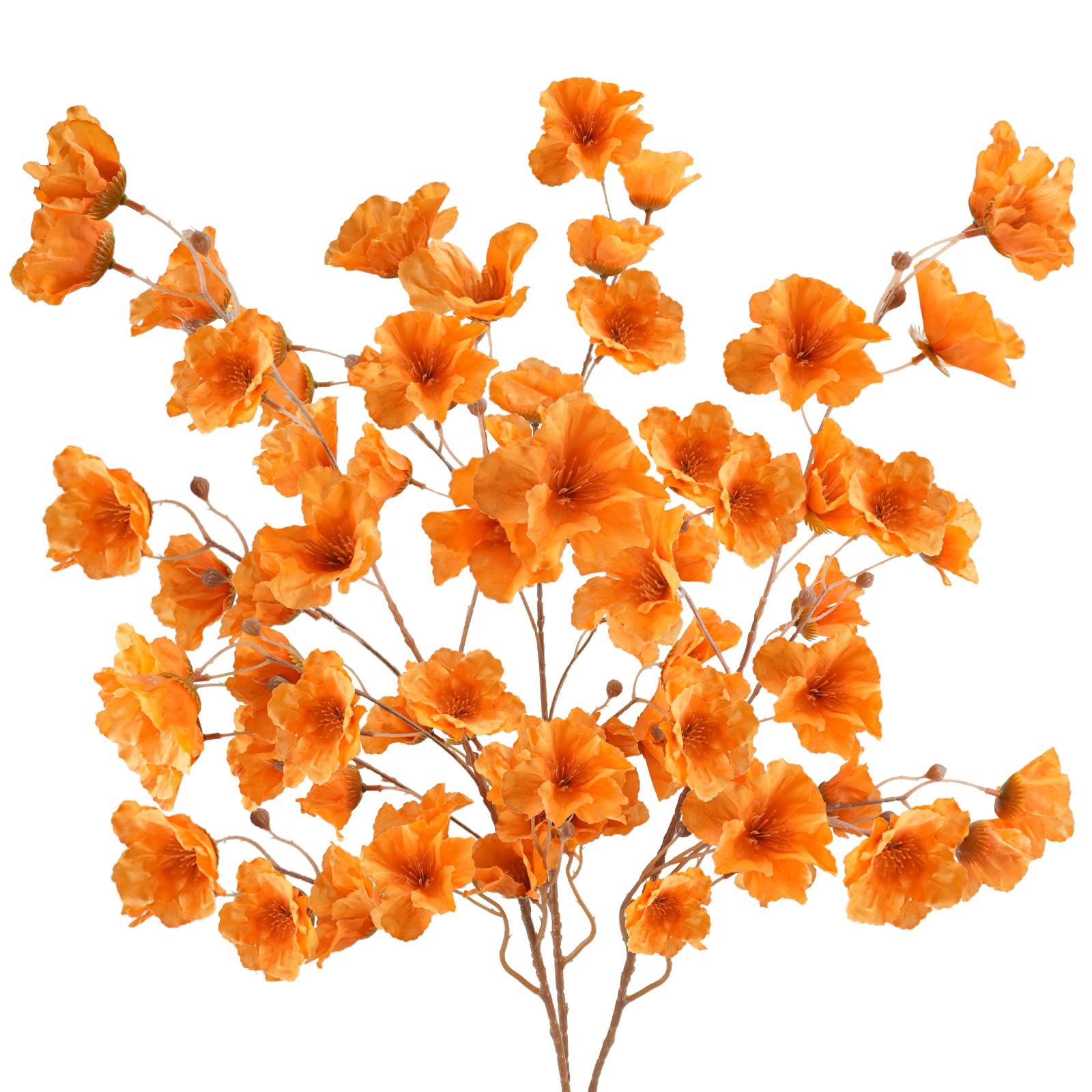 Japanese Orange Blossom Tree